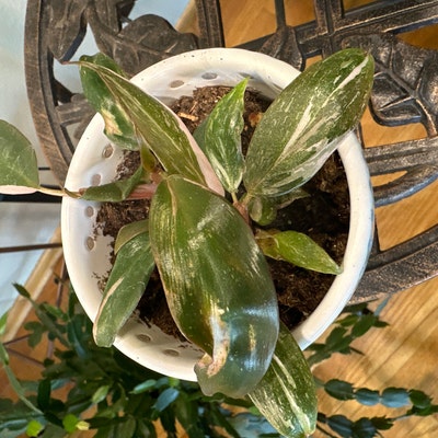 Philodendron Pink Princess PPP ALL Starter Plants Require You to ...