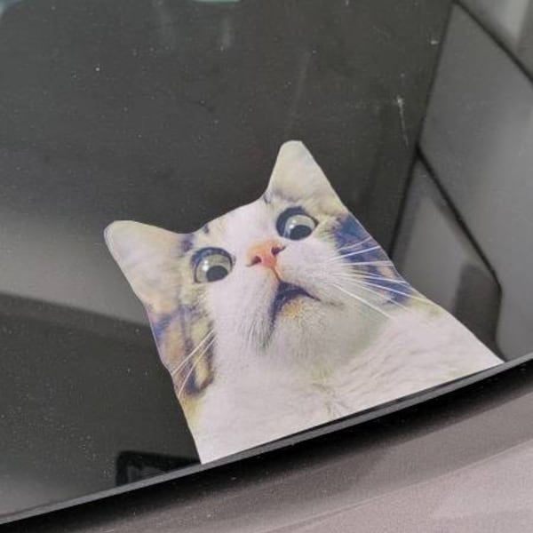 Scaredy Cat Sticker, Funny Cat Decal, Waterproof Vinyl - Etsy