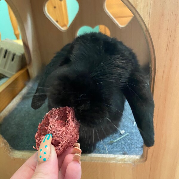 Fruity Loofah Kabob - Fruit Flavored Chew Toy for Rabbits, Guinea Pigs ...