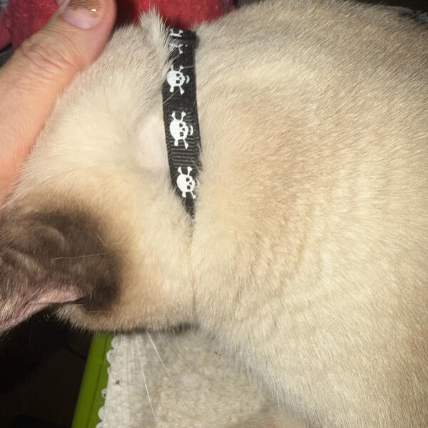 Cute Dog Harness - Personalized Harness - Female Dog Harness ...