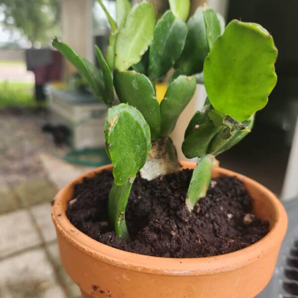 A Midgelyee Seedless Grape Live Plant in a 4” Pot /fruit Live Tree ...