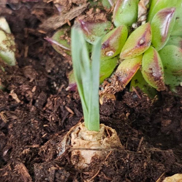 Rare Succulents Albuca Concordiana bulb Only, 0.51 - Etsy