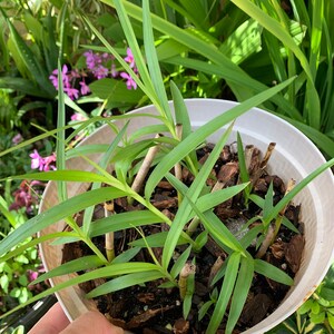 Varied Lot of 5/10/20/50 Red Ti Plant Cordyline Terminclis Cuttings ...