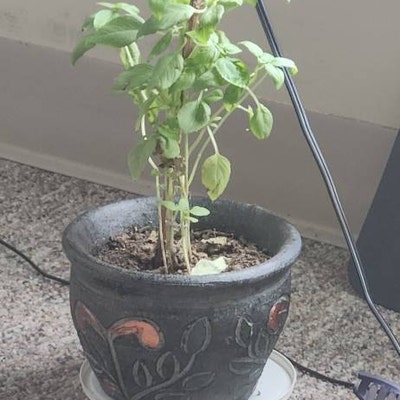 Basil Short Grow Guide for Healthy Plants - Etsy