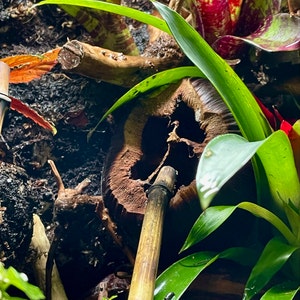 Napoleon Fish Rooibos Tea Bag Ocean Teabag - Etsy