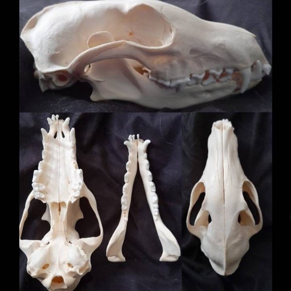 Real Arctic Fox Skull (vulpes Lagopus), Professionally Cleaned ...