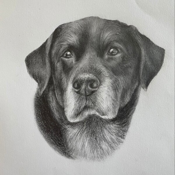 Labrador Print | Pencil Sketch | Digital Labrador Art | Labrador Poster ...