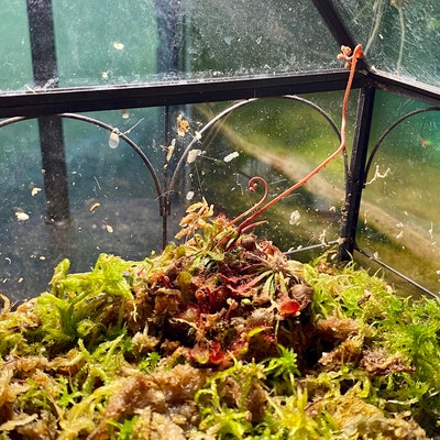 Carnivorous Spoon Leaf Sundew Drosera Spathulata Plant 3 Inch Pot - Etsy