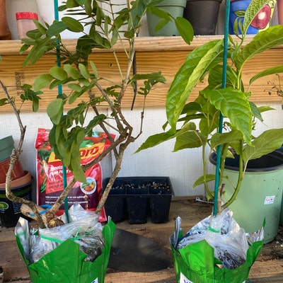 POWDER PUFF WHITE Tree Live Plant Calliandra Haematocephylla Alba ...