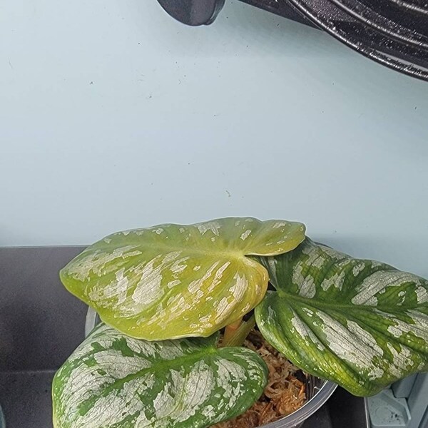 Philodendron Brandtianum Aff (wild Form) - Etsy