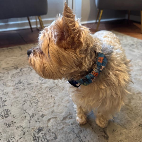 Handmade Duck Collar. Coco Collar. Green and Brown Jacquard Ribbon. for ...