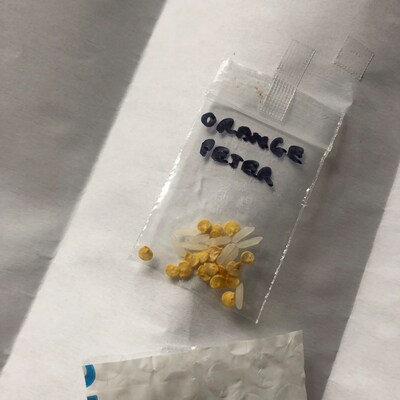 Korean Gochu Pepper Seeds - Etsy