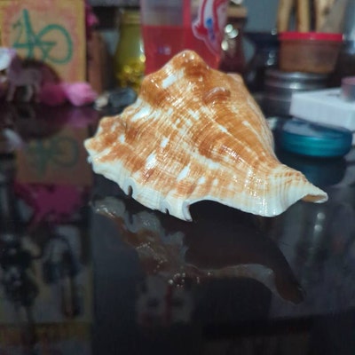 Medium Hebrew Cone Seashells Conus Ebraeus 5 Shells Approx. 1 Inches ...