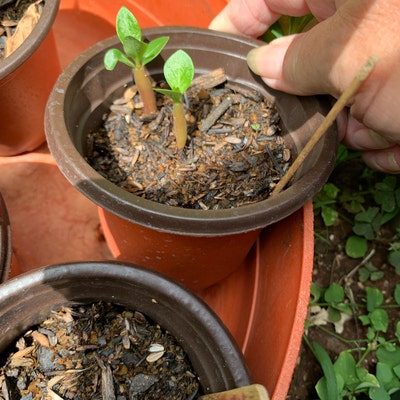 Prairie Smoke 40 Seeds Erythrocoma Triflora Seed Geum - Etsy