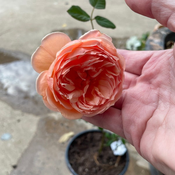 Masora マソラ 真宙 Japanese Rose Super Lovely Big Flowers Heat Resistance ...