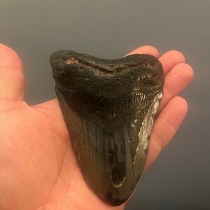 Rare Giant Indian Corn Seeds X50 Easy to Grow Colorful Massive Ears - Etsy