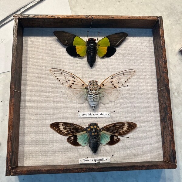 Tosena Splendida Spread, Blue Cicada , Real Cicada, Entomology, Real ...