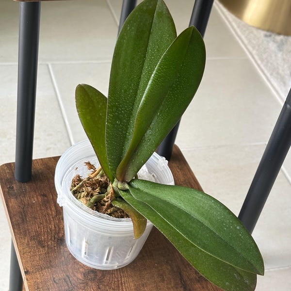 Rlc. Sung Ya Green 'mailman' (2.5” Pot) - Etsy