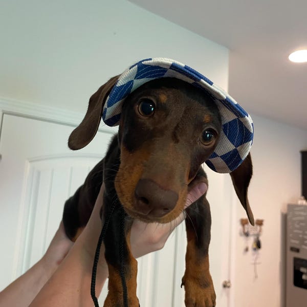 Dog Hat | Bucket Hat | Puppy Hat | Dog Visor | Sun Protection Cap ...
