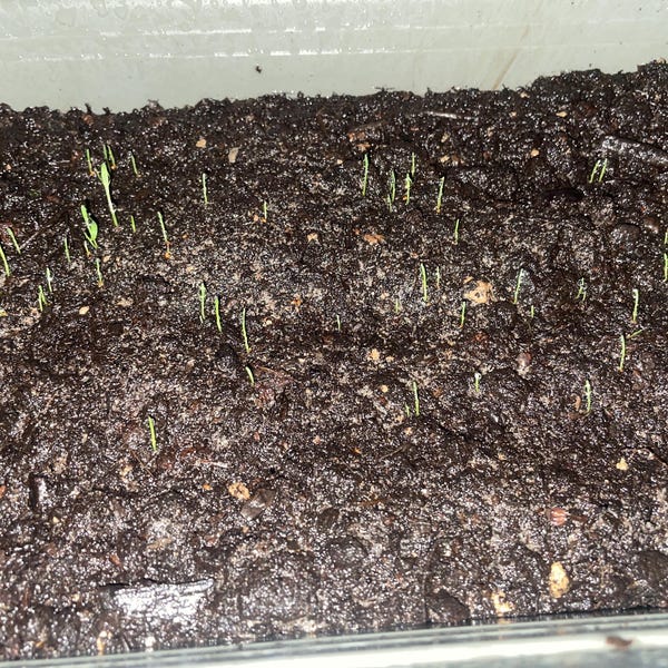 Awanui Yoshino Japanese Flowering Cherry Tree (prunus Yeodensis 'awani ...