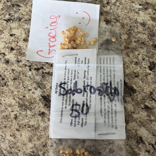 SEEDS Aji Dulce Puerto Rico Sweet Pepper | 75 Heirloom Seeds | Capsicum ...