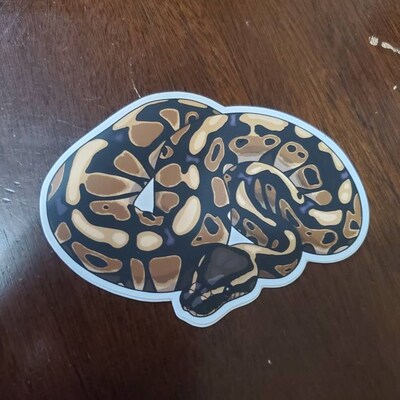 MULTIPLE MORPHS Ball Python Sticker Normal Piebald Banana Albino Clown ...