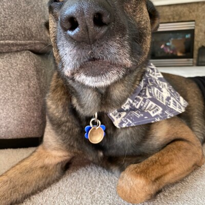 Custom Dog Tag / Custom Pet ID Tag Lucy in 1.25'' Domed Bronze ...