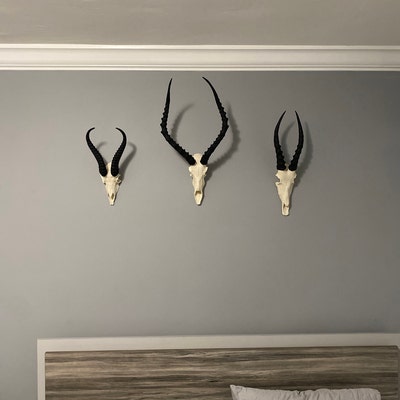 Handmade GEMSBOK OYRX Skull Faux Replica Taxidermy Skulls Gemsbuck ...