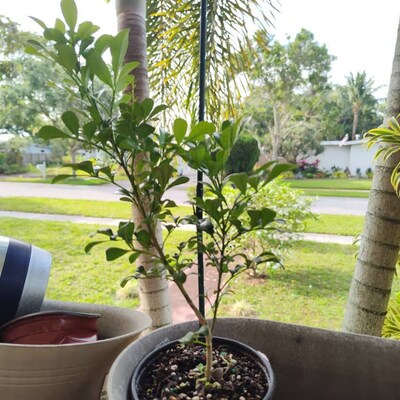 Chinese Perfume Tree, Chinese Rice Flower, in 4 Pot Aglaia Odorata - Etsy