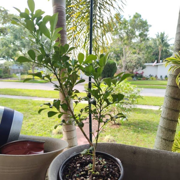 Chinese Perfume Tree, Chinese Rice Flower, in 4" or 6" Pot Aglaia ...