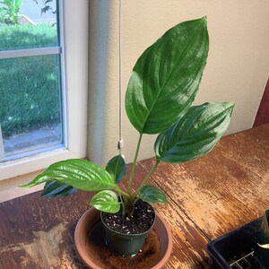 Live Black Bat Flower Buds Forming on Many Now 1 Gallon - Etsy