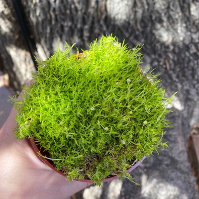 4 Scotch Moss Live Plant Fully Rooted - Etsy