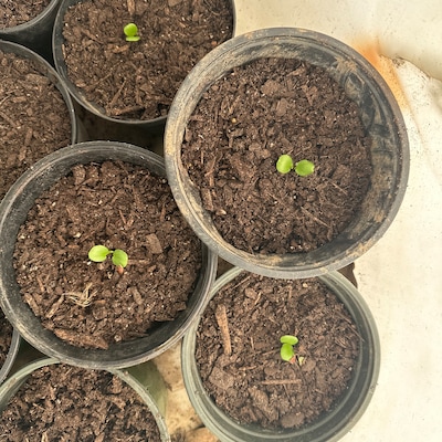 Baobab Tree 5 Seeds rare Seed for Tropical Growers adansonia Digitata ...