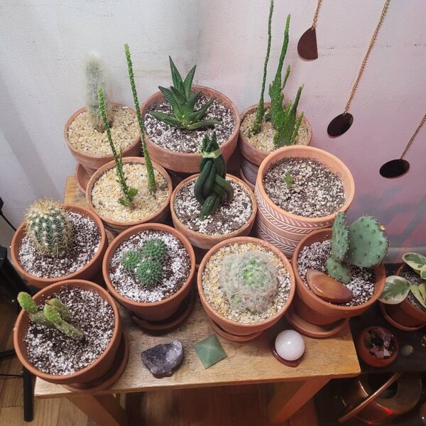 Santa Rita, Baby Rita, Rare Purple Dwarf Cactus, Opuntia Basilaris ...