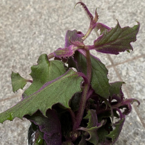 Purple Passion Aka Gynura Aurantiaca - Etsy