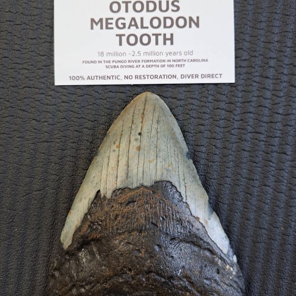 Megalodon Tooth 4.84 Inches. Real Fossil Megalodon Shark Tooth ...