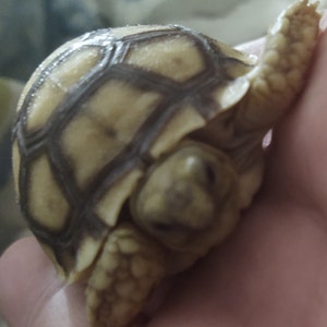 Caja De 100 Cascarilla Efun Santeria Osha Ifa Palo Egun Prenda | Etsy