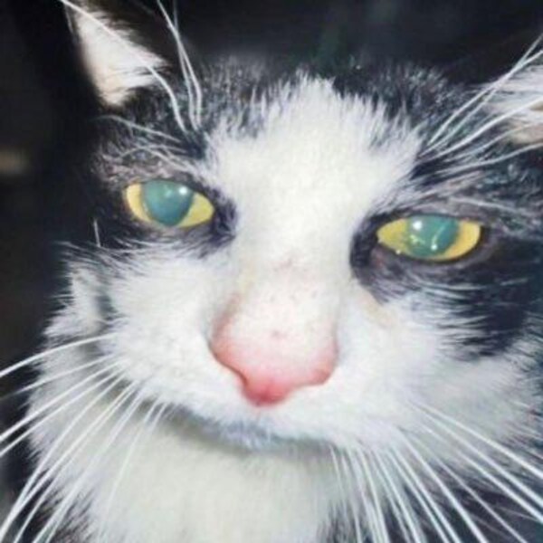 Moicy Moira and Mercy Overwatch 2 Ship Acrylic Charm - Etsy