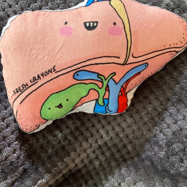 Liver Plushy/ Anatomy Organ Plush/ Hepatic Stuffed Animal - Etsy