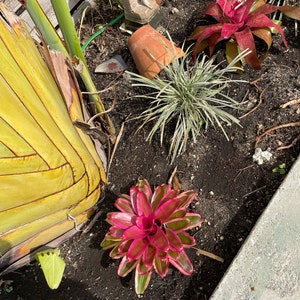 Bromeliad Neoregelia 'supernova' - Etsy
