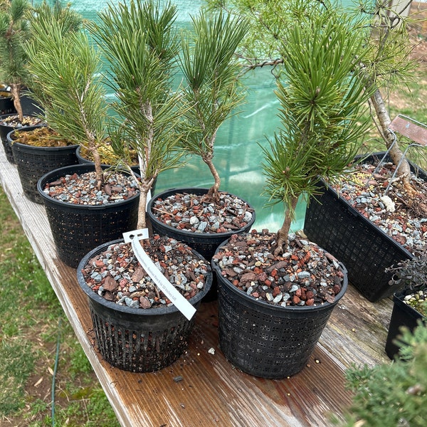 Incense Cedar Live Tree Seedling - Western Native Evergreen Great for ...