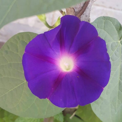 Grow Your Own Flowers 25 Kniolas Black Morning Glory Seeds Pase Seeds ...