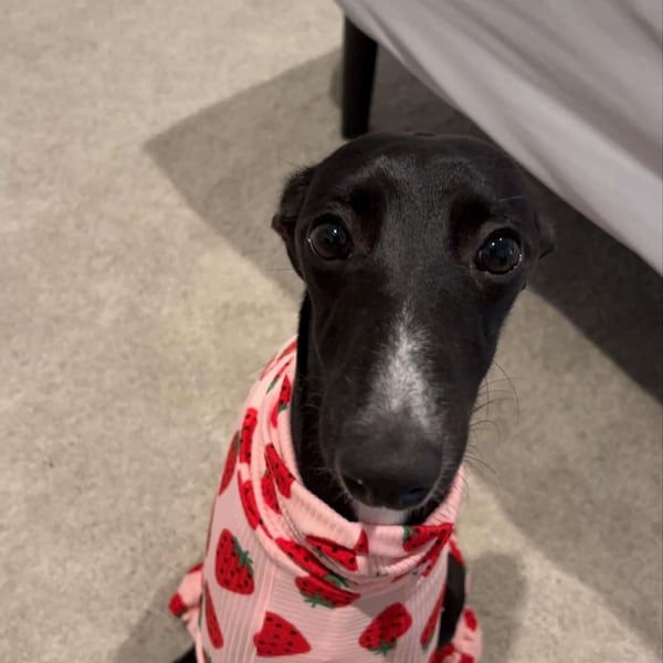 Italian Greyhound Rib Knit Pjs - Etsy