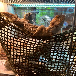 Reptile Climbable Wall Climbing Wall for Reptiles Reptile Climbable ...