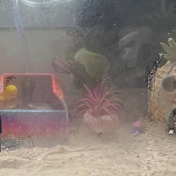 Asst Sea Shell Mix-1/2 Pound-beach Wedding Decor-sea Shells Bulk-bag of ...