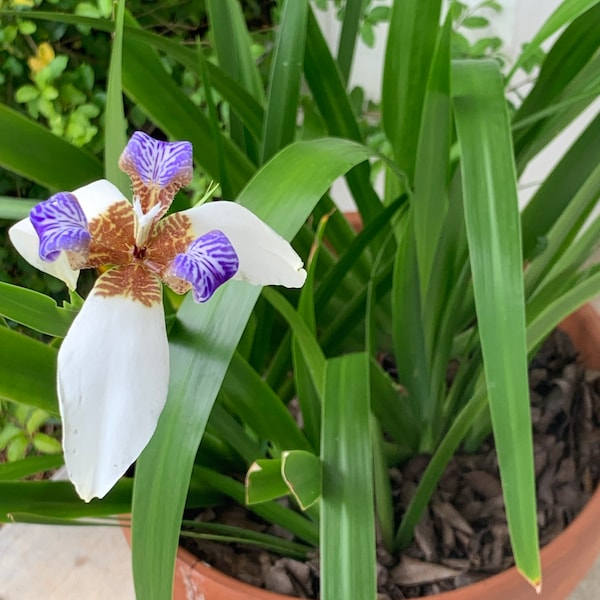 Aztec Sweet Herb Live Plant phyla Dulcis/lippia Dulcis/yerba Dulce ...