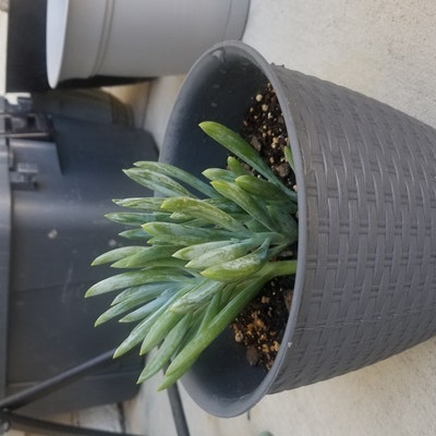 Extra Large Blue Chalk Sticks Cuttings, Curio Repens, Chalk Fingers ...