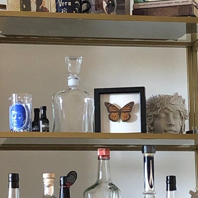 Real Framed Butterfly Monarch Butterfly Display 6x6 - Etsy