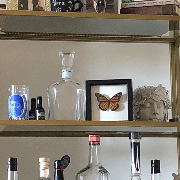 Real Framed Butterfly Monarch Butterfly Display 6x6 - Etsy