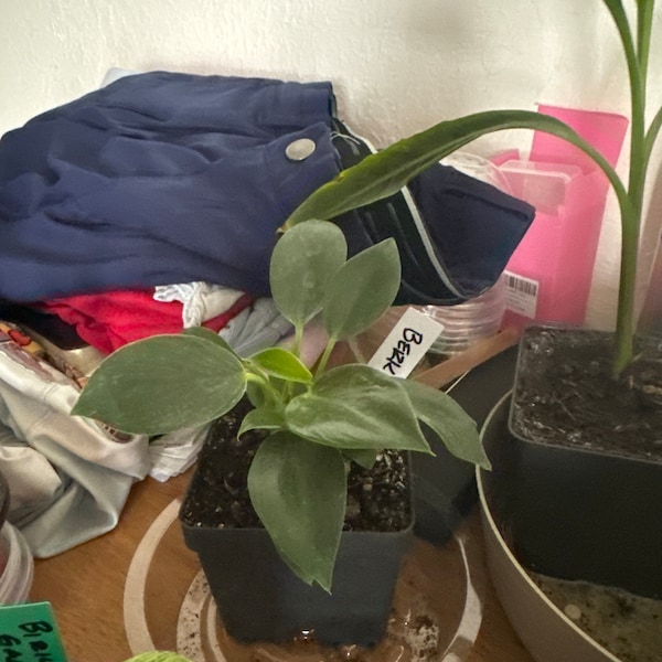 Philodendron Birkin Galaxy Starter Plant (ALL STARTER PLANTS Require ...